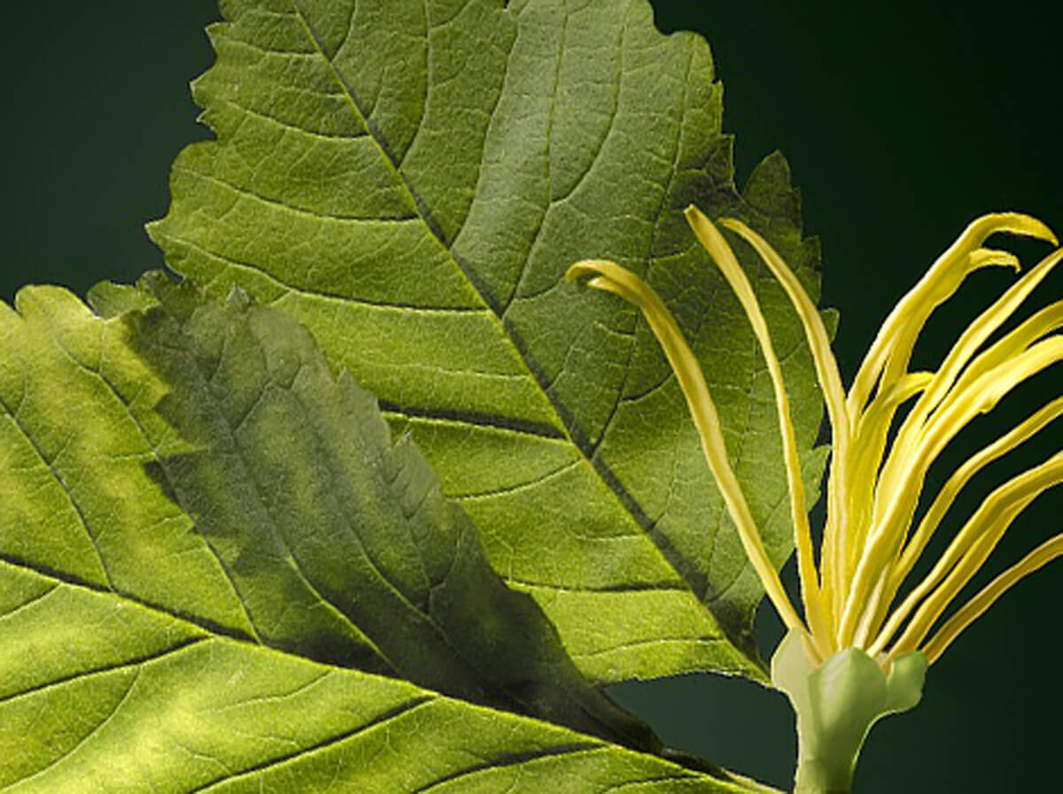 AMAMELIDE (Hamamelis virginiana) | Antica Farmacia-Erboristeria S. Anna