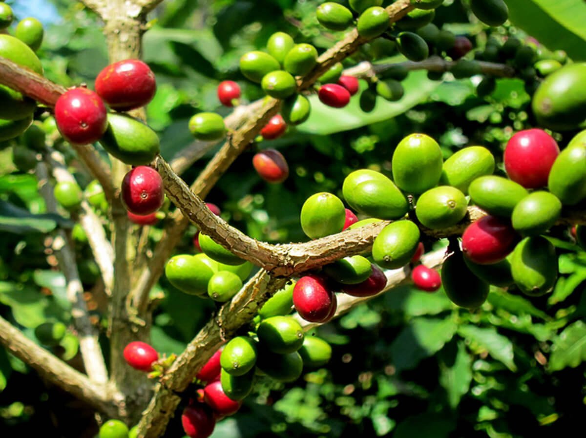 CAFFÉ (Coffea arabica) – Antica Farmacia-Erboristeria S. Anna