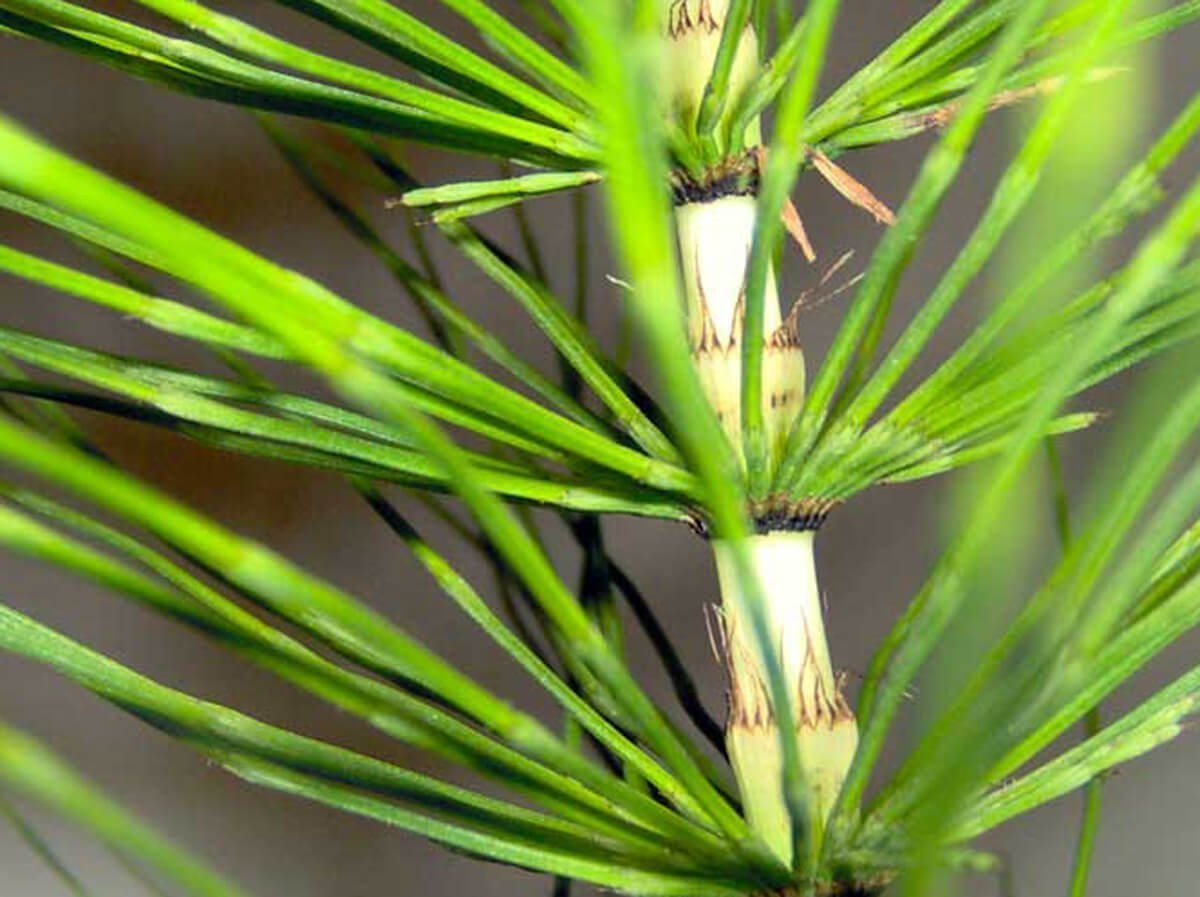 EQUISETO (Equisetum arvense) – Antica Farmacia-Erboristeria S. Anna