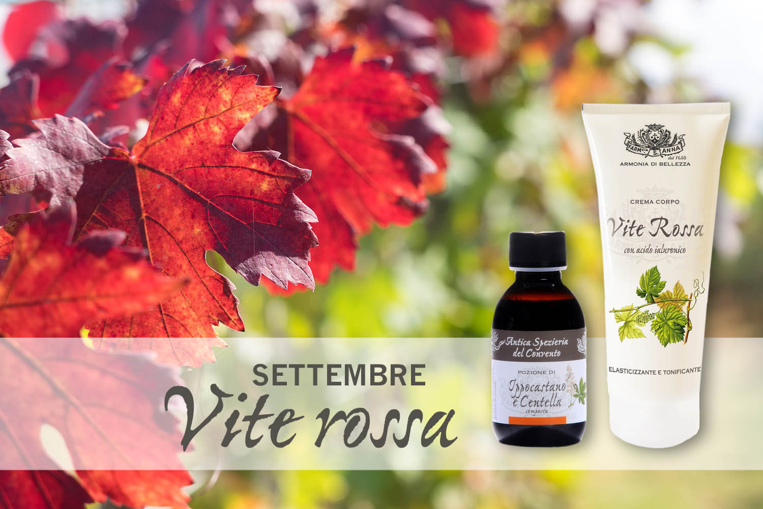 Vite Rossa: il segreto autunnale per una buona circolazione! | Antica ...